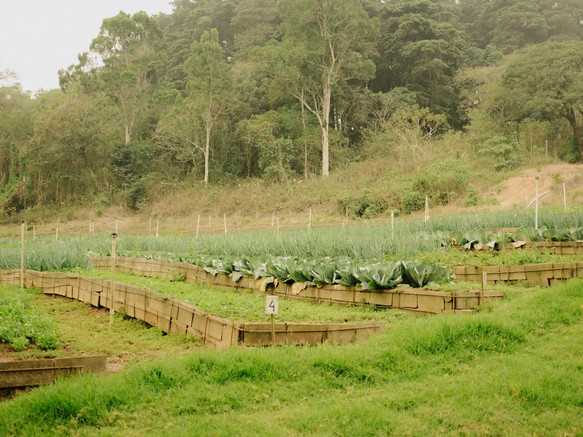 EAT-LANCET IN ACTION: 持続可能な集約化とは? | FOOD MADE GOOD Japan